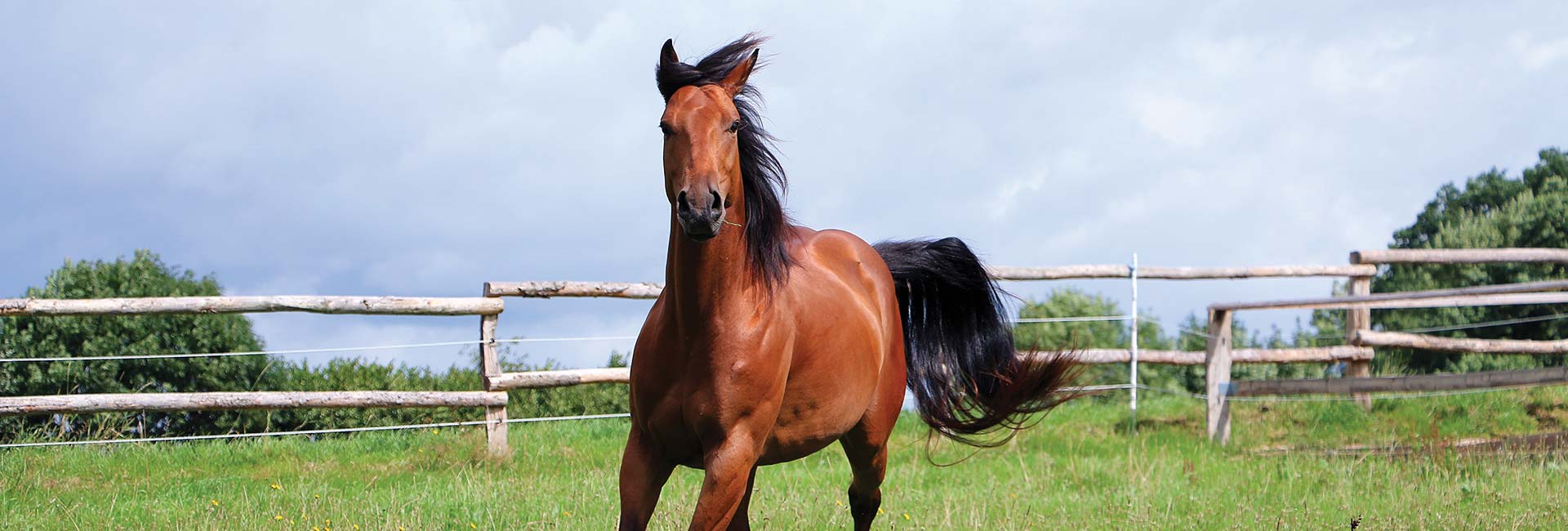 Compléments Alimentaires Pour Chevaux - CODIMEX