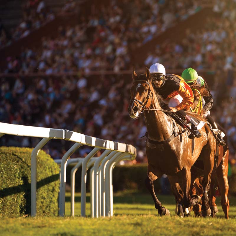 Compléments Alimentaires Pour Chevaux - CODIMEX