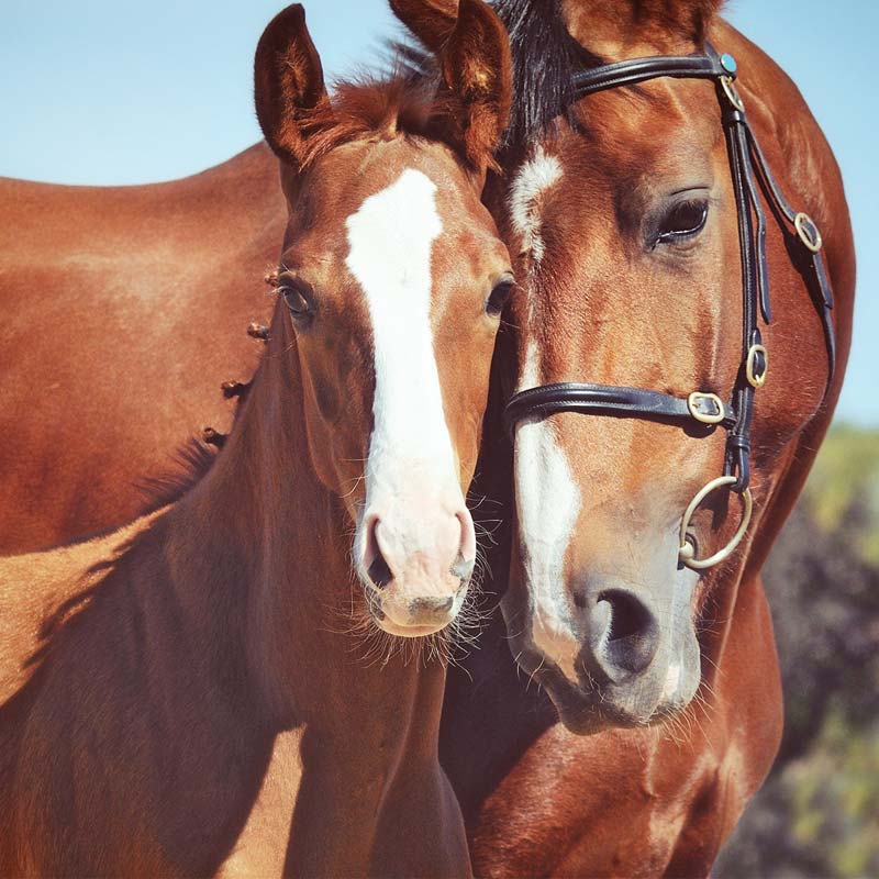 Compléments Alimentaires Pour Chevaux - CODIMEX